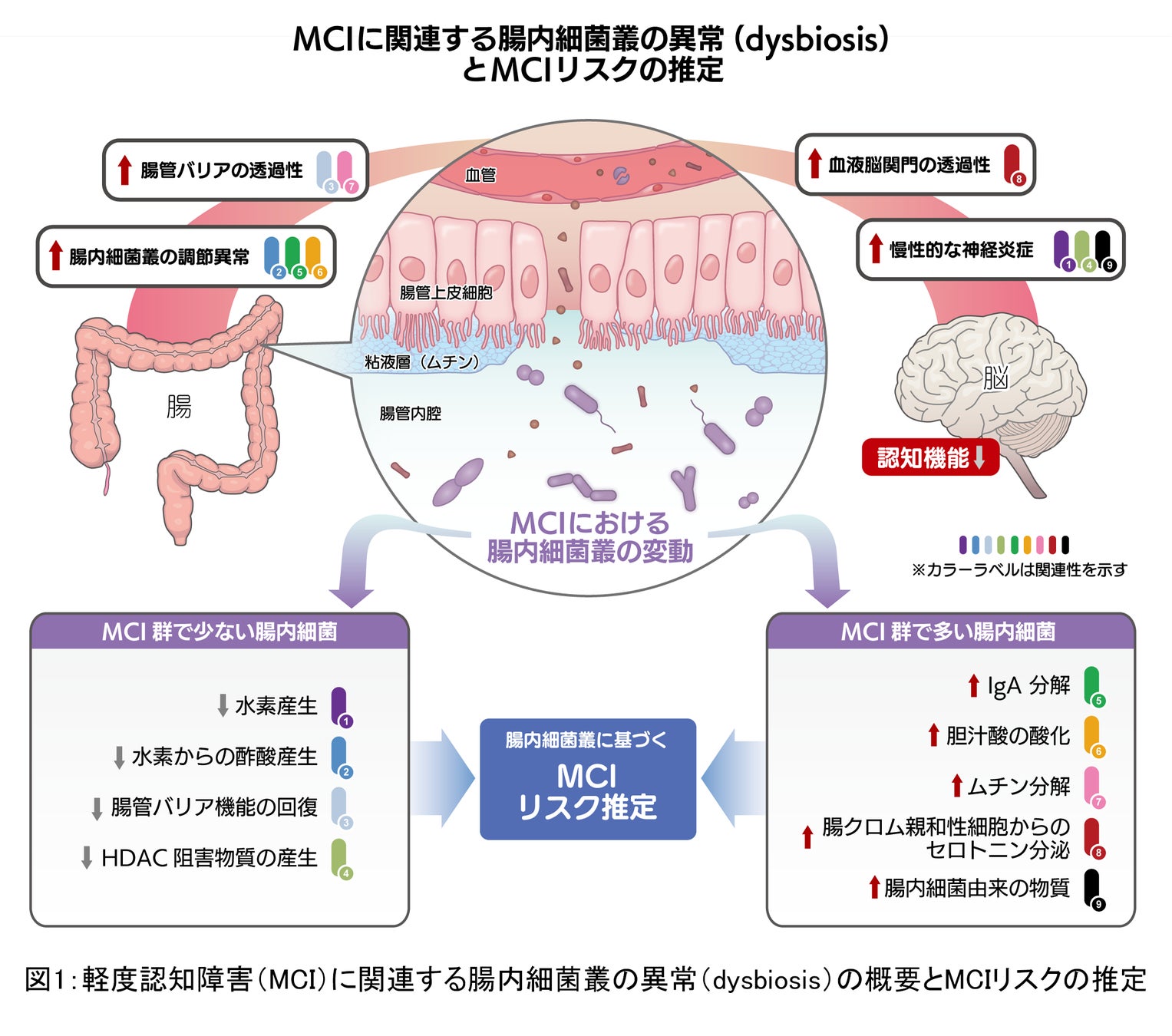 軽度認知障害(mci)に関連する腸内細菌叢の異常を解明、腸内細菌叢の組成データを用いたmciの診断(リスクの推定)方法を開発 シンバイオ