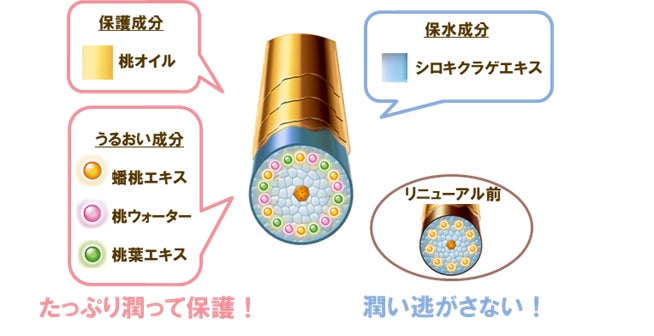 新商品&リニューアル新登場!シリーズ共通特長も新しくなります【モモリ 濃厚しっとりヘアクリーム、つやめきまとまるヘアオイルセラム、うるおい続く