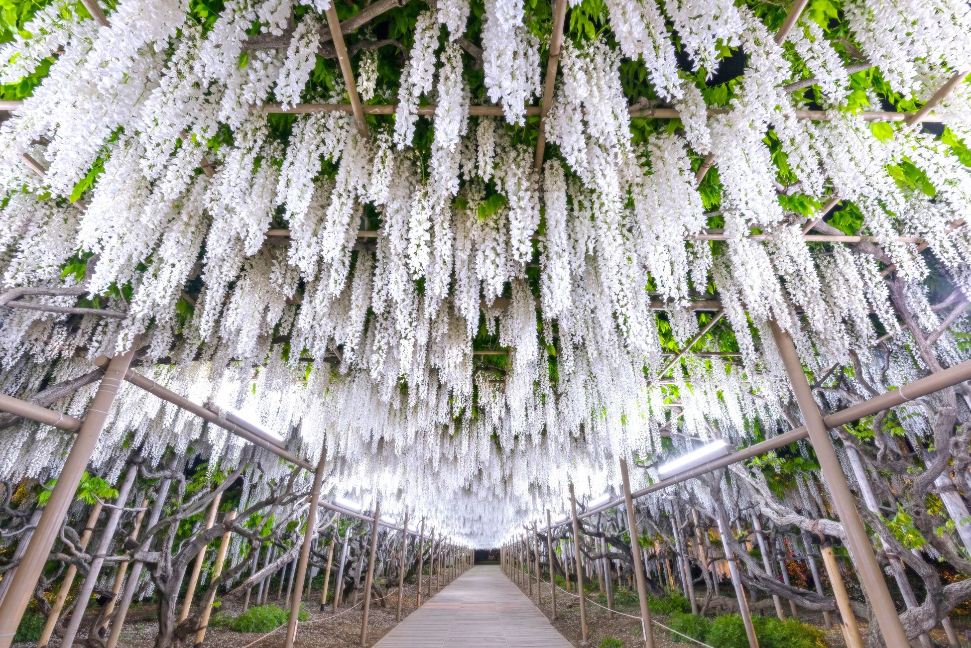 あしかがフラワーパークの大藤が、観測史上最も早い開花により『大藤まつり2023』繰り上げ開催を決定! 株式会社足利フラワーリゾートのプレスリリース