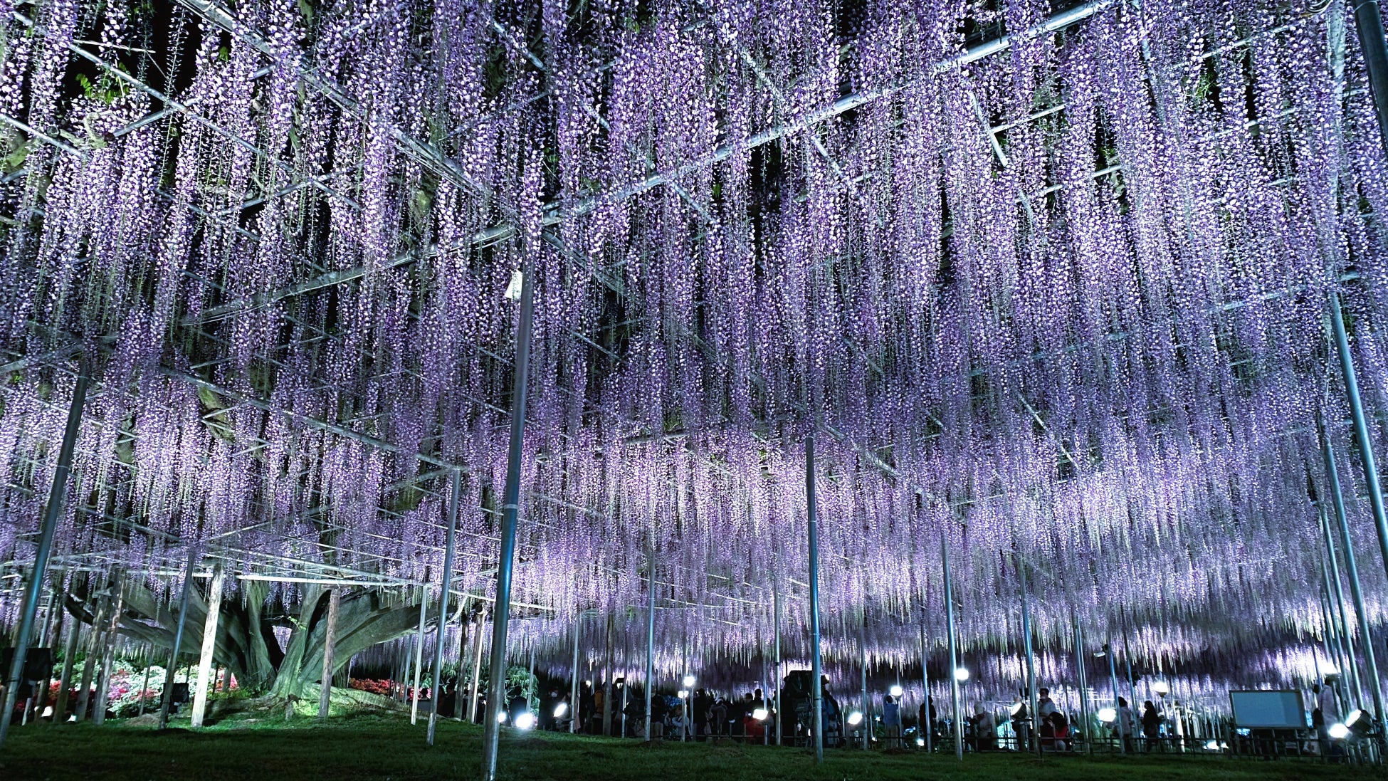 あしかがフラワーパークの大藤が、例年よりも10日程度早く見頃を迎えました! トラベルスポット