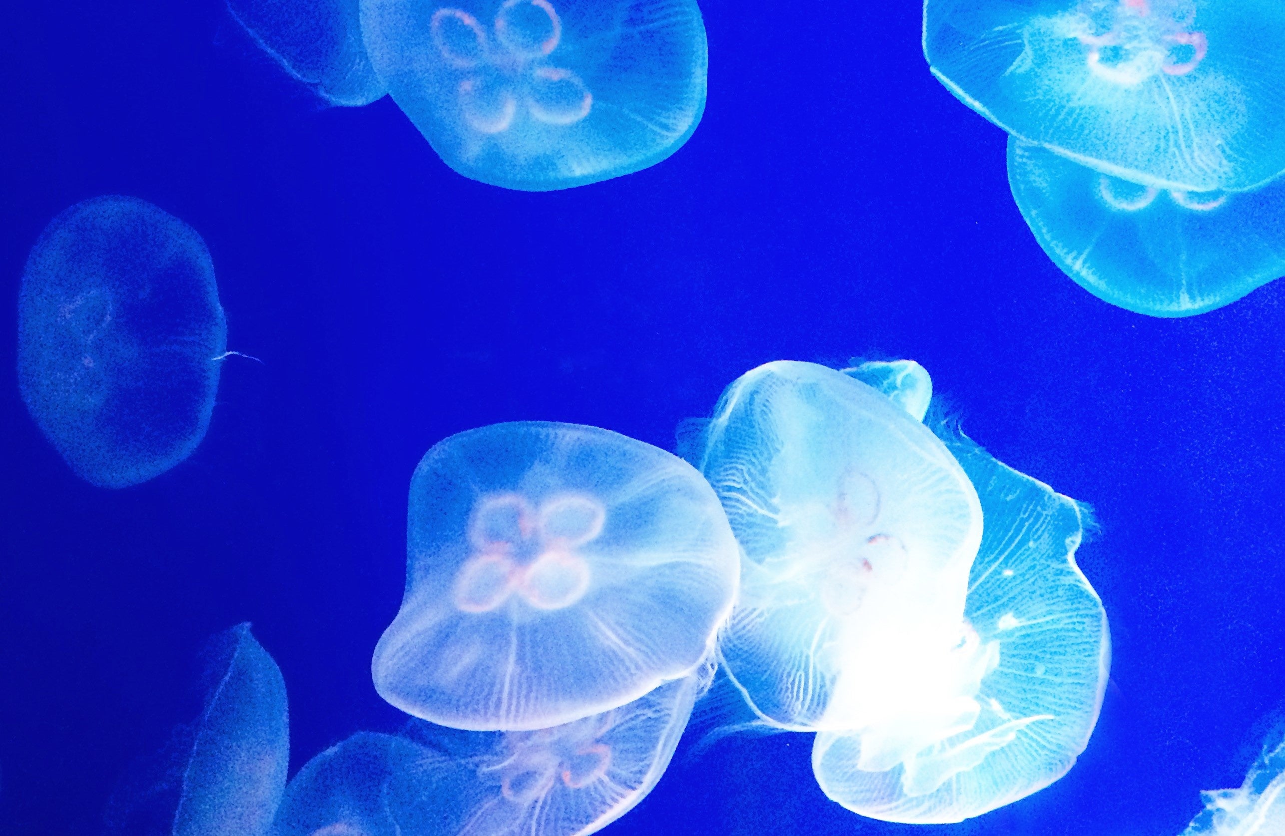 【SUIKO】クラゲコラーゲン※1と注目成分がコラボ！｜タンゴ株式会社のプレスリリース