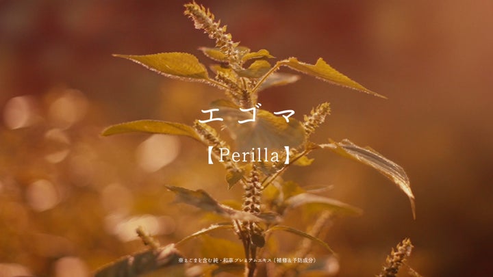 「永野芽郁」さん出演の「いち髪」新cm「秋の髪」篇10月28日(金)から放映 ~日本の四季、それぞれに着目した新シリーズ第一弾~ クラシエ