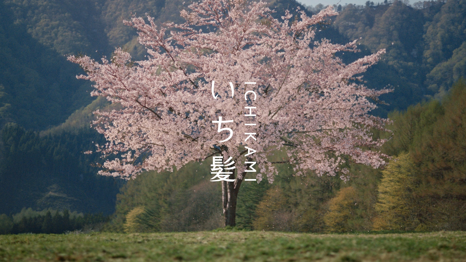 「永野芽郁」さん出演の「いち髪」新cm「春の髪」篇 3月10日(金)から放映 ~日本の四季、それぞれに着目したcmシリーズ~ クラシエ