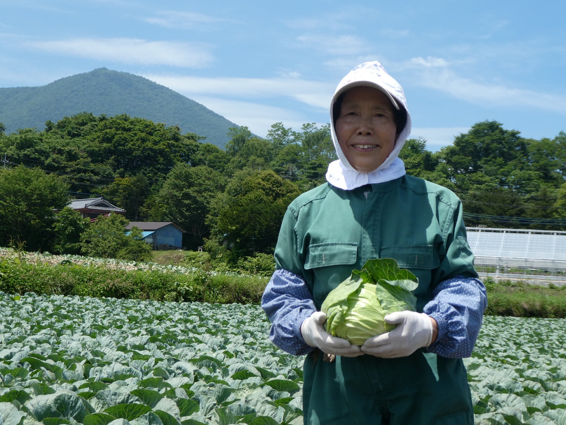 嬬恋村の農家さんが朝採れ高原野菜を直接販売 休暇村嬬恋鹿沢「白樺マルシェ」、8月7日より本格スタート! ~大人気のブランドキャベツ「嬬恋高原