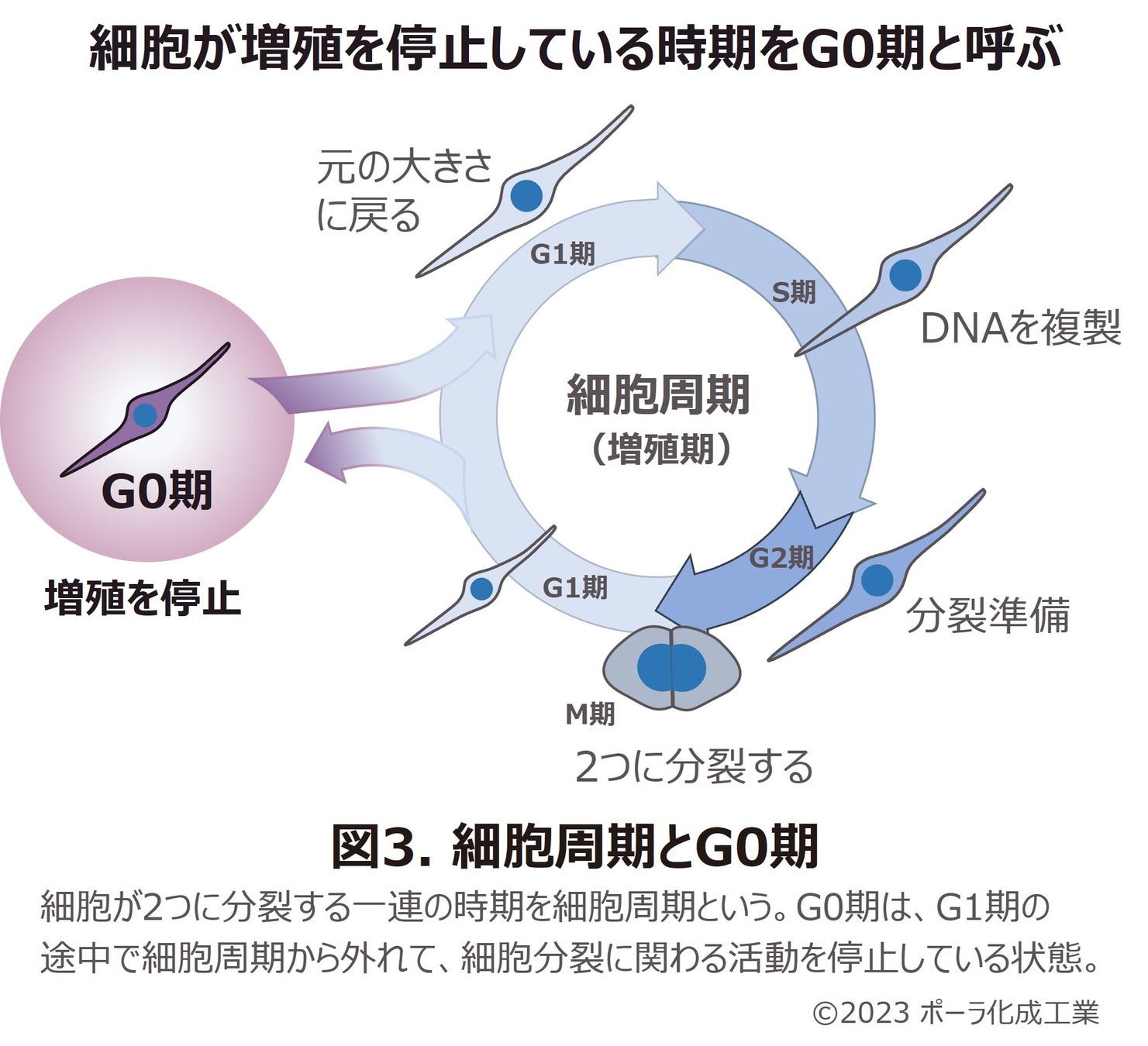 増殖休止中の線維芽細胞はコラーゲン6増産体制にあることを発見 ビューティーポスト
