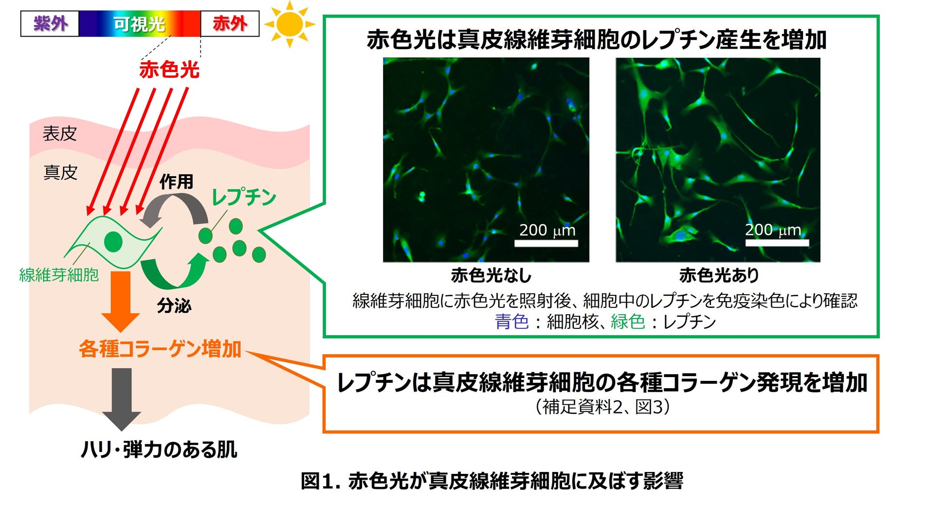 赤色光が真皮線維芽細胞に働きかけてコラーゲンを増やすのに重要なレプチン産生を高めることを発見 ビューティーポスト